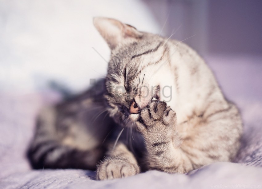 Free download | HD PNG cat foot muzzle wash wallpaper background best ...