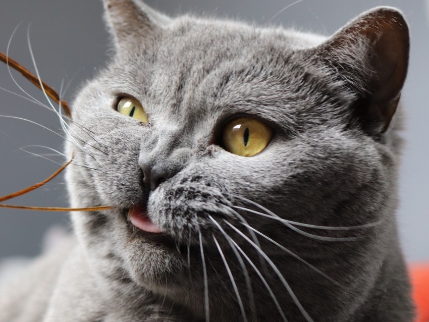 Free download | HD PNG cat funny cool gray pet 4k wallpaper | TOPpng
