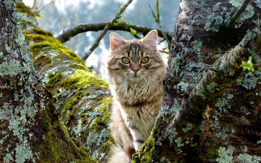 Free download | HD PNG cat furry grass moss sitting tree wallpaper ...
