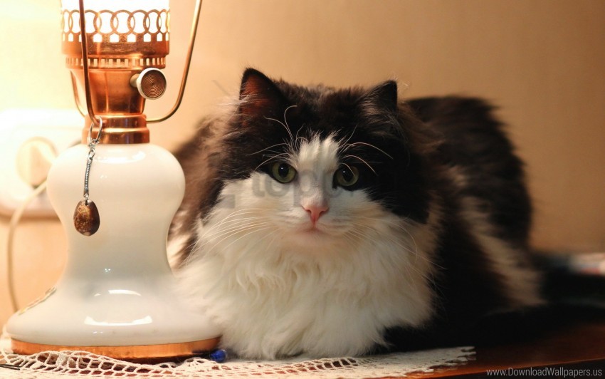 Free download | HD PNG cat furry lamp lying wallpaper background best ...