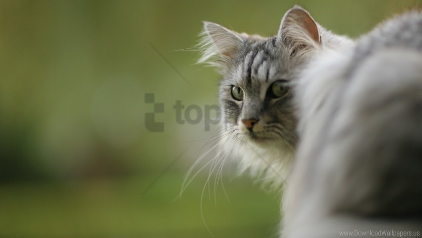 Free download | HD PNG cat furry looking back sit wallpaper background ...