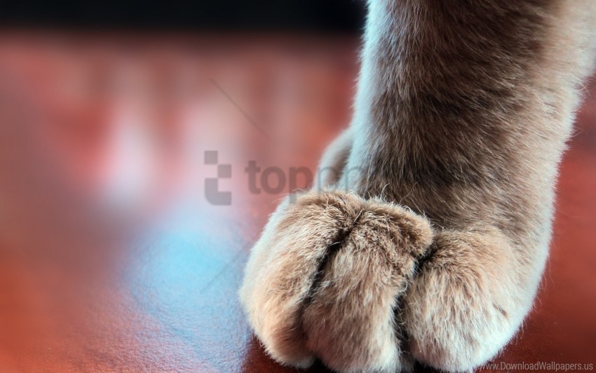 Free download | HD PNG cat furry paw wallpaper background best stock ...