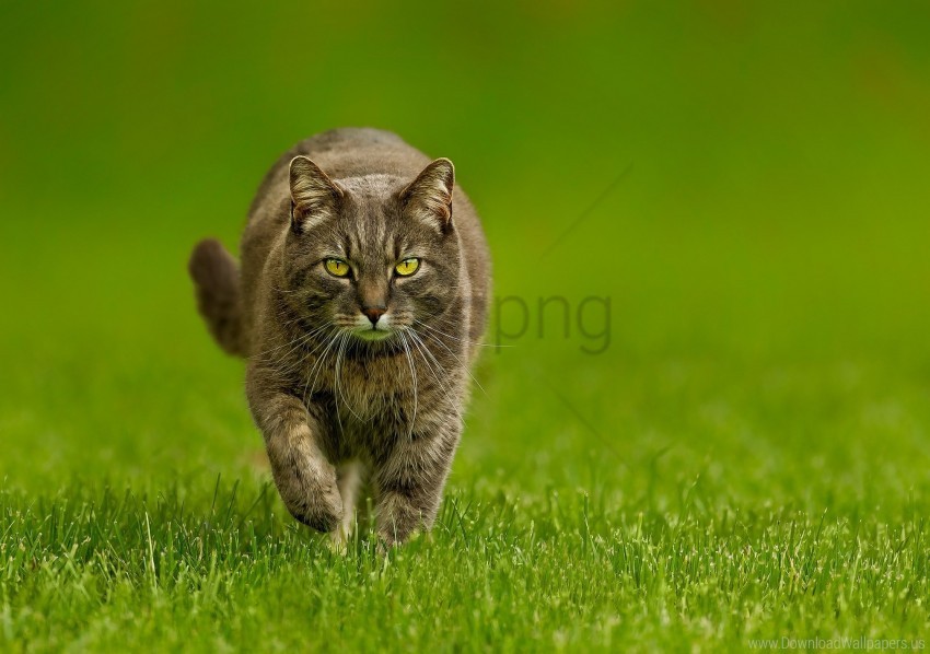 Free download | HD PNG cat grass look walk wallpaper background best ...