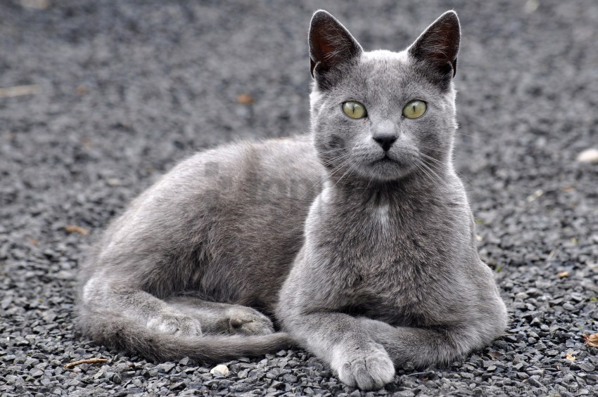 Free download | HD PNG cat gravel gray wallpaper background best stock ...