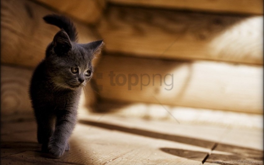 Free download | HD PNG cat gray kitten sad wallpaper background best ...