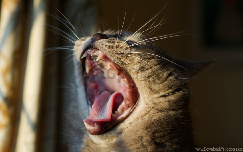 Free download | HD PNG cat head mouth mustache yawning wallpaper ...