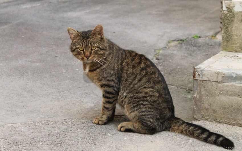 Free download | HD PNG cat homeless sitting striped wallpaper ...
