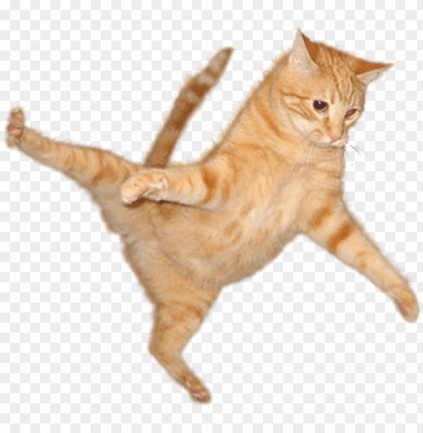 Free download | HD PNG cat jump PNG transparent with Clear Background ...
