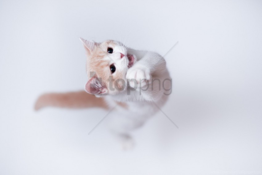 Free download | HD PNG cat jump playful wallpaper background best stock ...