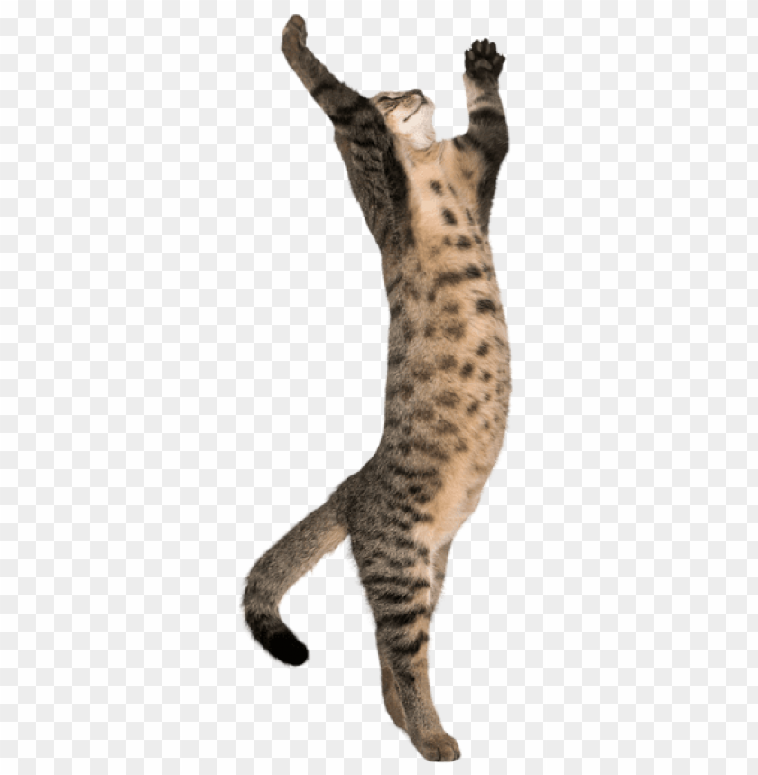 Free download | HD PNG cat on two legs transparent | TOPpng
