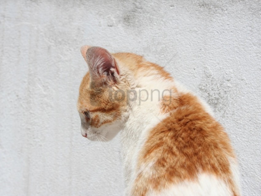 Free download | HD PNG cat pro sitting snout wallpaper background best ...