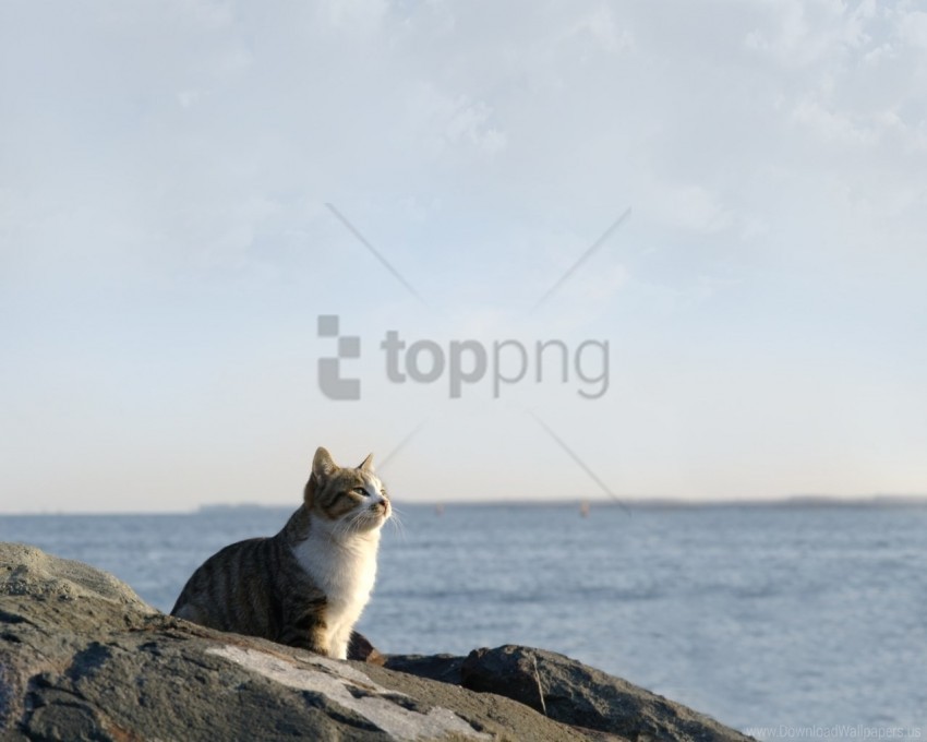 Free download | HD PNG cat rocks sea sit sky watch wallpaper background ...