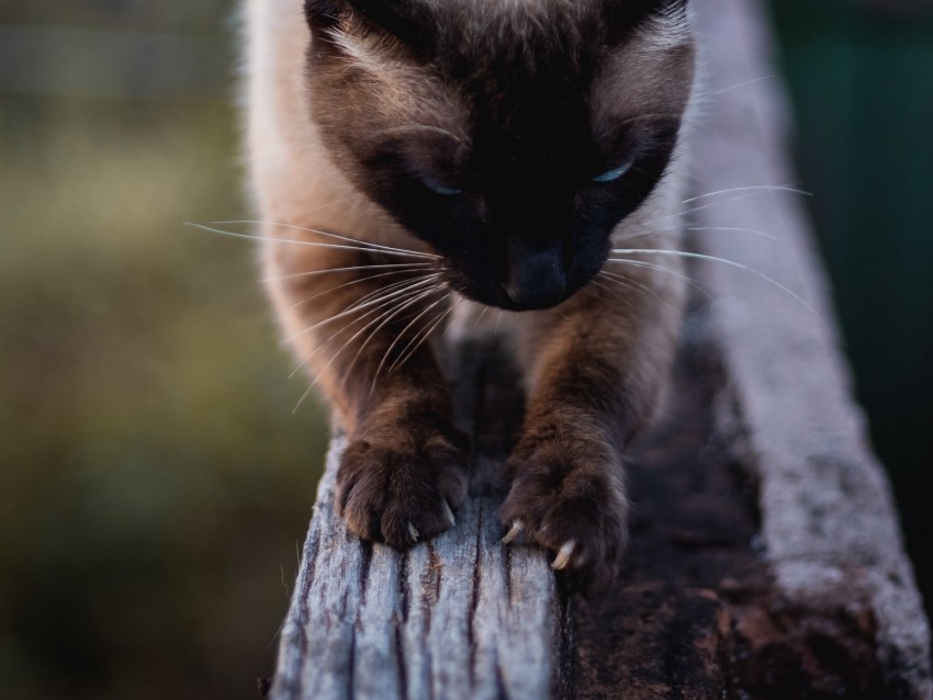 Free download | HD PNG cat siamese claws wood pet 4k wallpaper | TOPpng