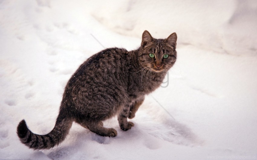 Free download | HD PNG cat snow striped view wallpaper background best ...