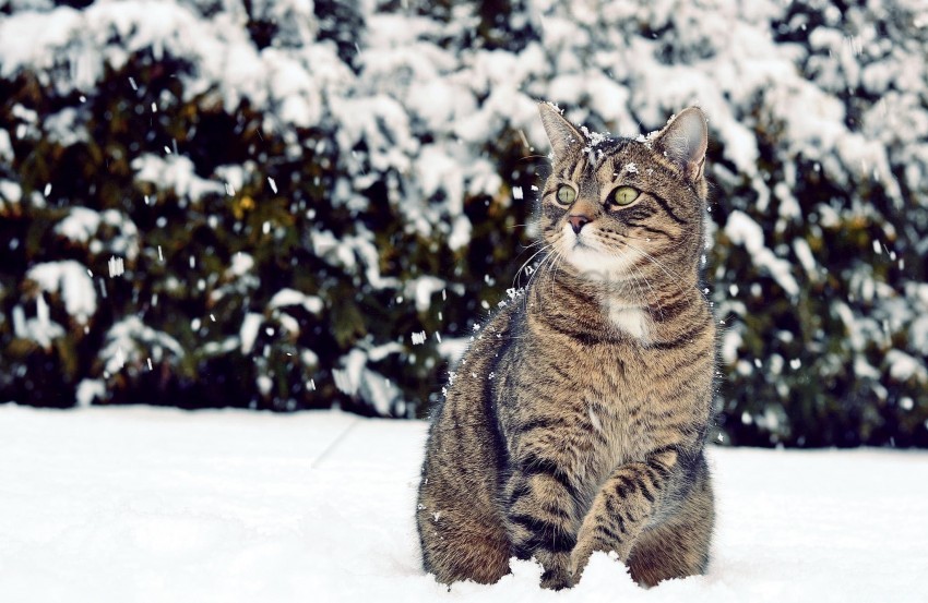 Free download | HD PNG cat snow view winter wallpaper background best ...