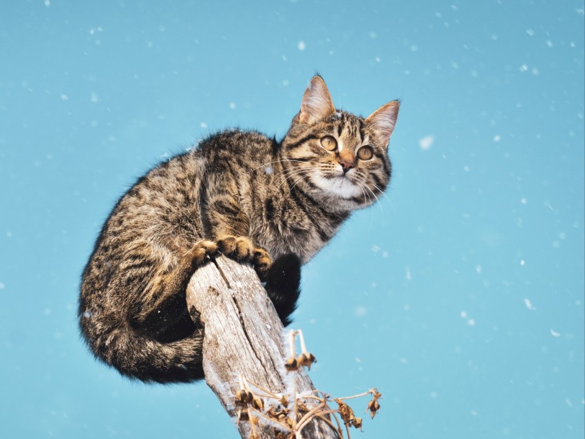 Free download | HD PNG cat snowfall snow pillar 4k wallpaper | TOPpng