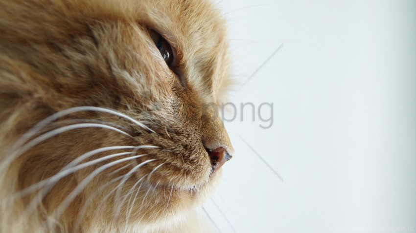 Free download | HD PNG cat squint the pro wallpaper background best ...