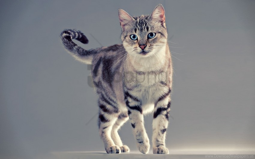 Free download | HD PNG cat stand tabby wallpaper background best stock ...