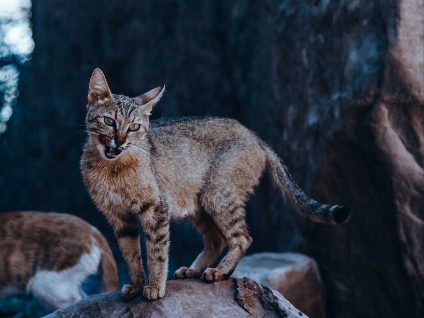 Free download | HD PNG cat tongue protruding funny wild animal 4k ...
