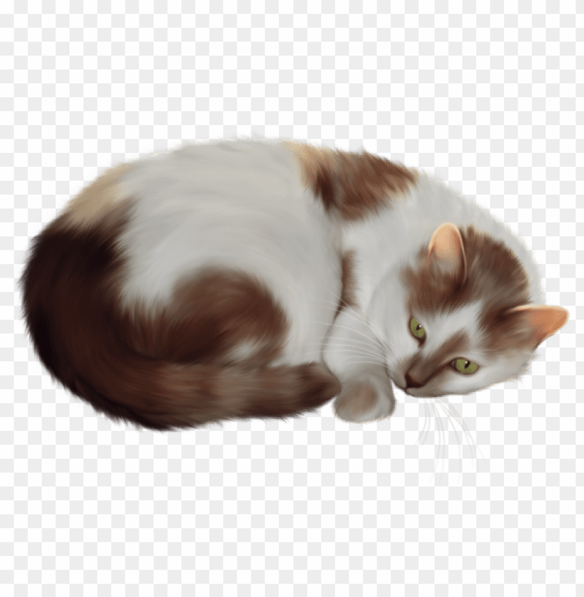 Free download | HD PNG cat transparent | TOPpng