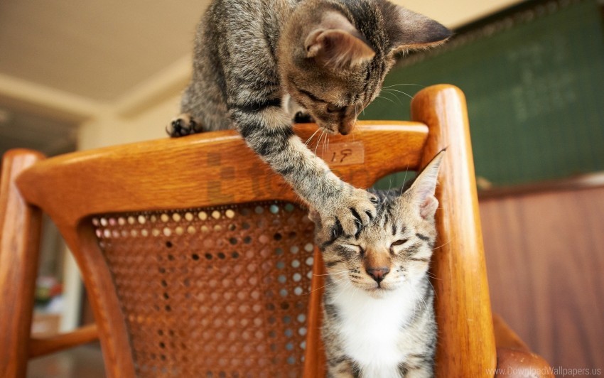 Free download | HD PNG cats chair couple playful wallpaper background ...