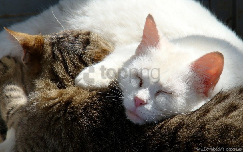 Free download | HD PNG cats color couple sleep wallpaper background ...