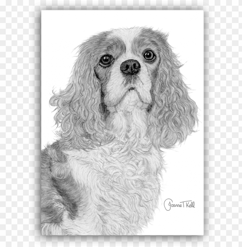 Cavalier King Charles Spaniel cutout PNG & clipart images | TOPpng