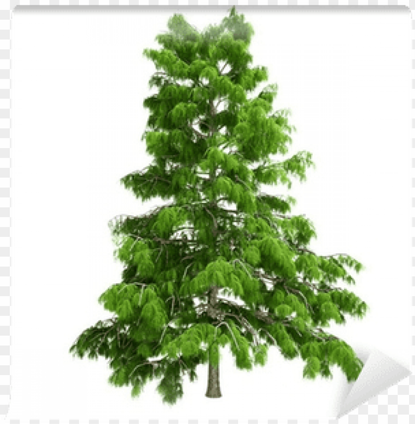 Free download | HD PNG cedar tree PNG transparent with Clear Background ...