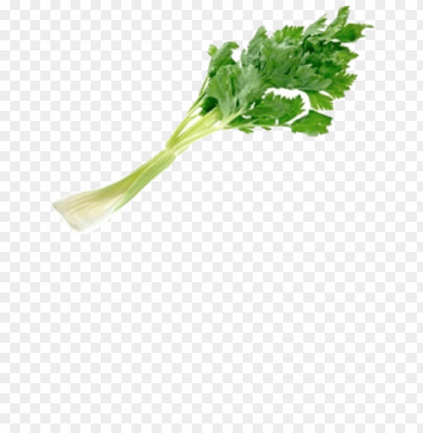 Free download | HD PNG celery PNG transparent with Clear Background ID ...