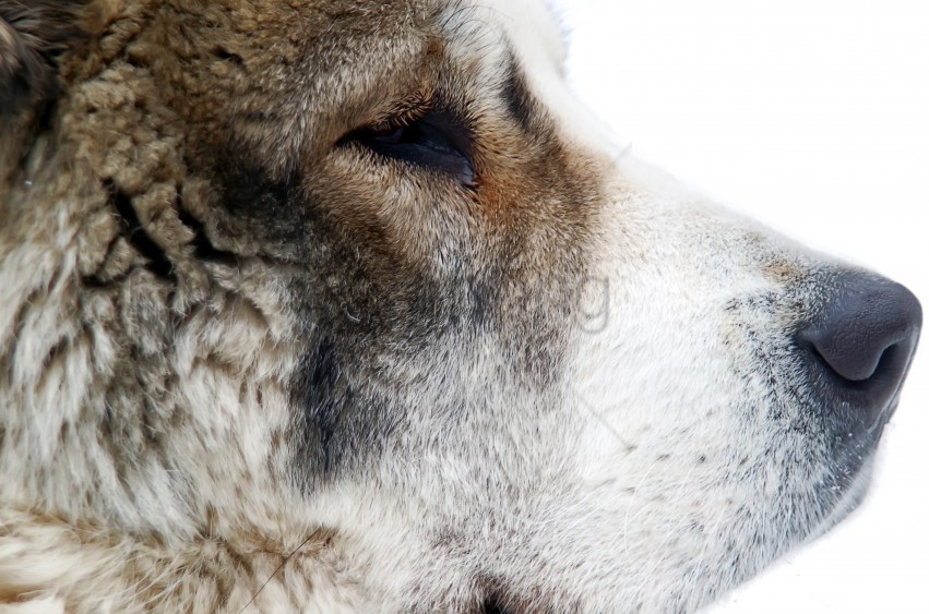 Free download | HD PNG central asian shepherd alabai dog face hair nose ...