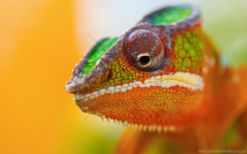Free download | HD PNG chameleon close up face spotted wallpaper ...