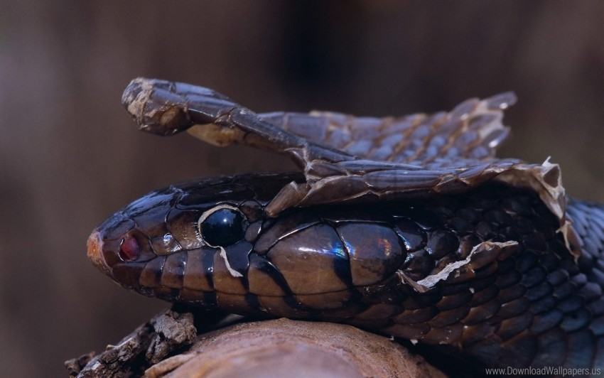 Free download | HD PNG change skin snake young wallpaper background ...