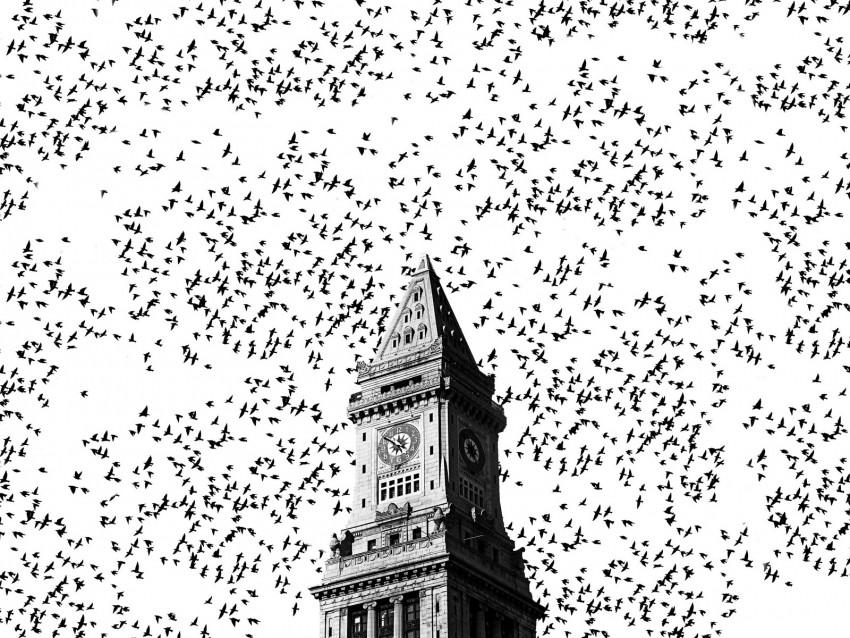 Free download | HD PNG chapel birds bw building architecture 4k ...