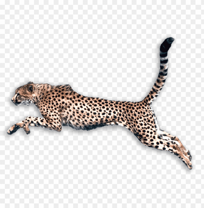 Free download | HD PNG leaping cheetah png | TOPpng