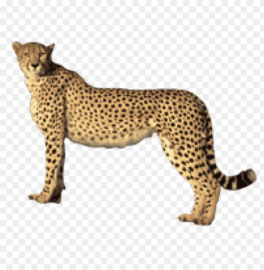 Free download | HD PNG standing cheetah png | TOPpng