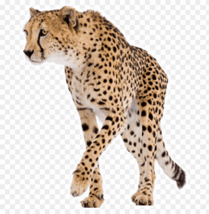 Free download | HD PNG two cheetahs walking png | TOPpng