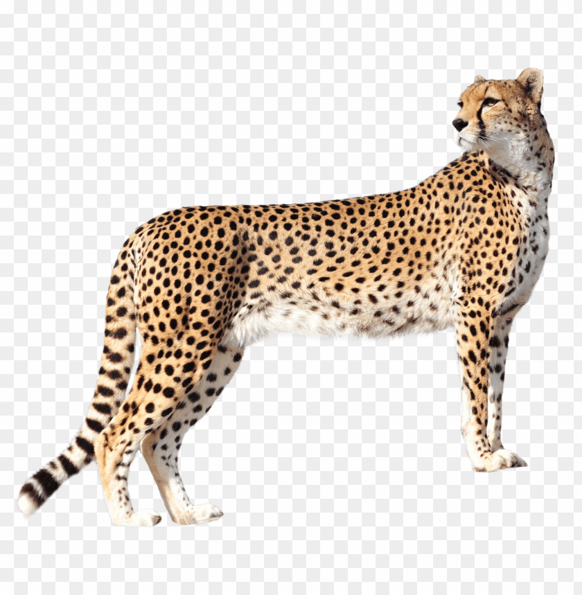 Free download | HD PNG cheetah standing alert png | TOPpng