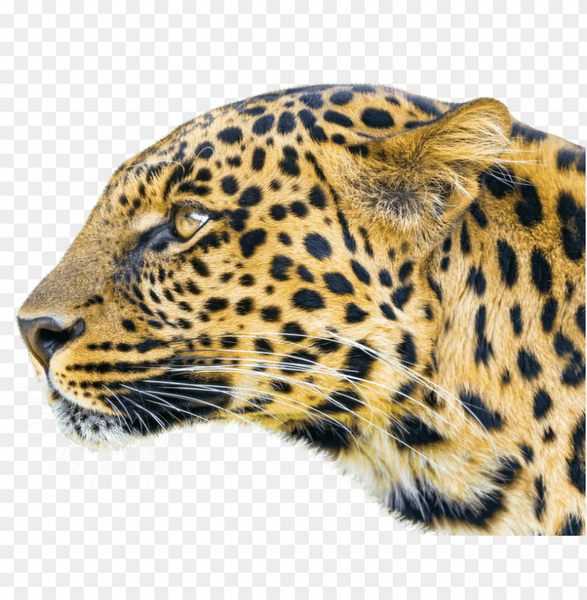 Free download | HD PNG cheetah free s | TOPpng
