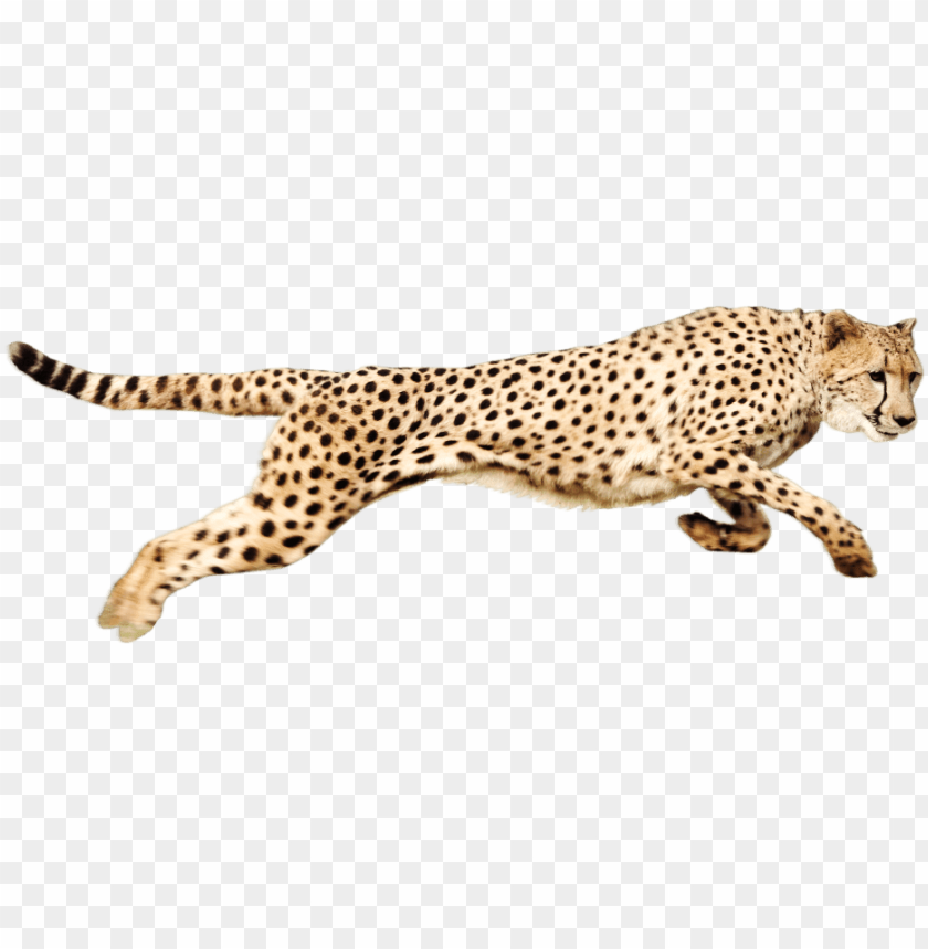 Free download | HD PNG cheetah running | TOPpng