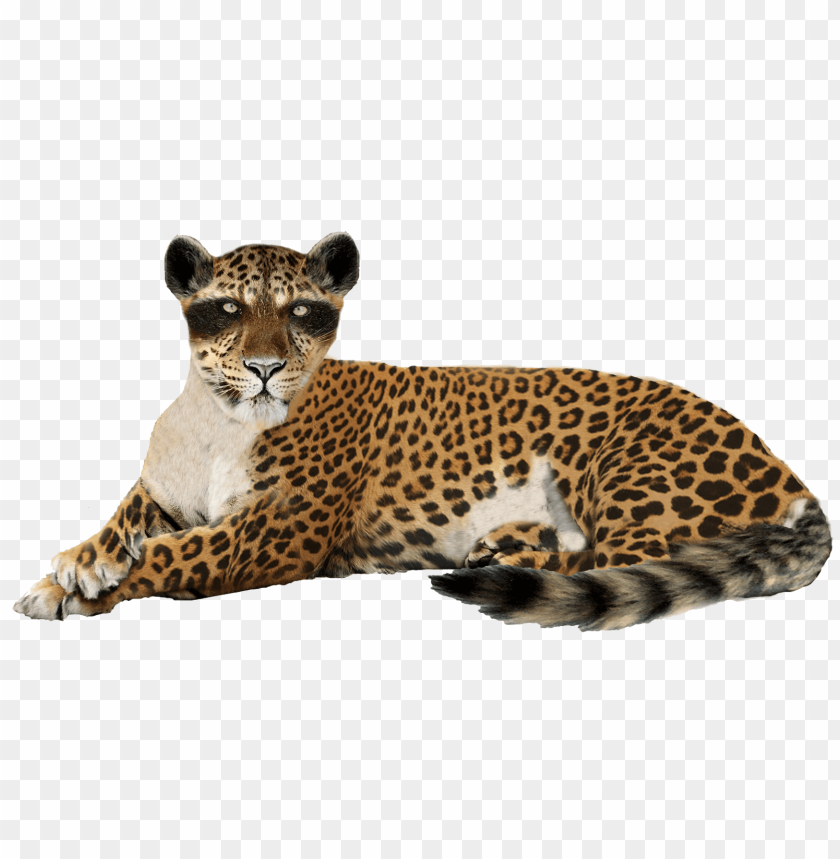 Free download | HD PNG cheetah s | TOPpng