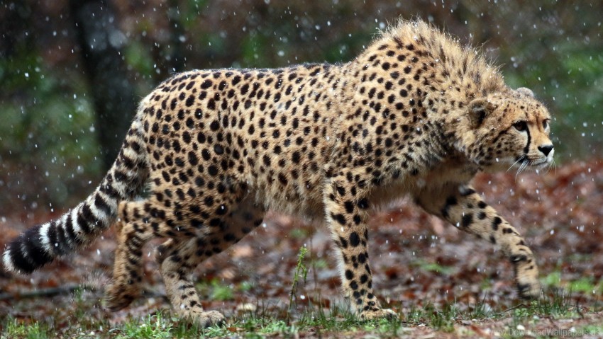 Free download | HD PNG cheetah wild wallpaper background best stock ...