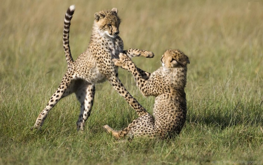 Free download | HD PNG cheetahs cubs field game wallpaper background ...