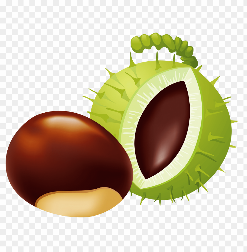 Free download | HD PNG chestnut with shell illustration clipart png ...