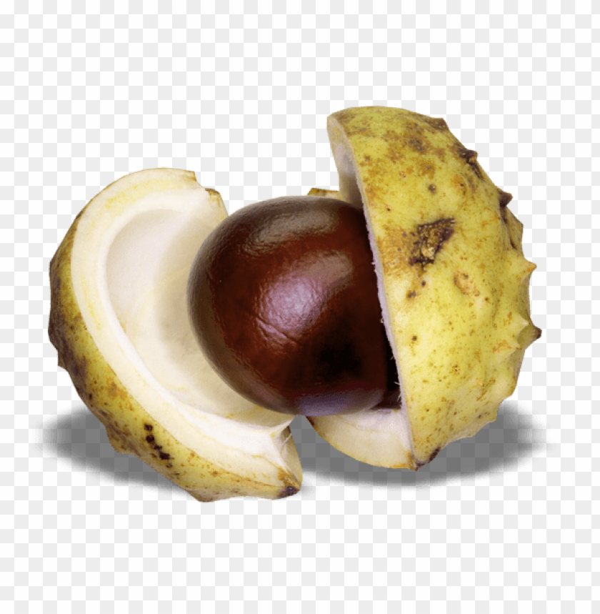 Free download | HD PNG chestnut clipart png photo - 56016 | TOPpng