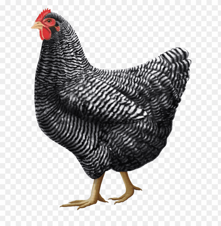 Free download | HD PNG speckled chicken png | TOPpng