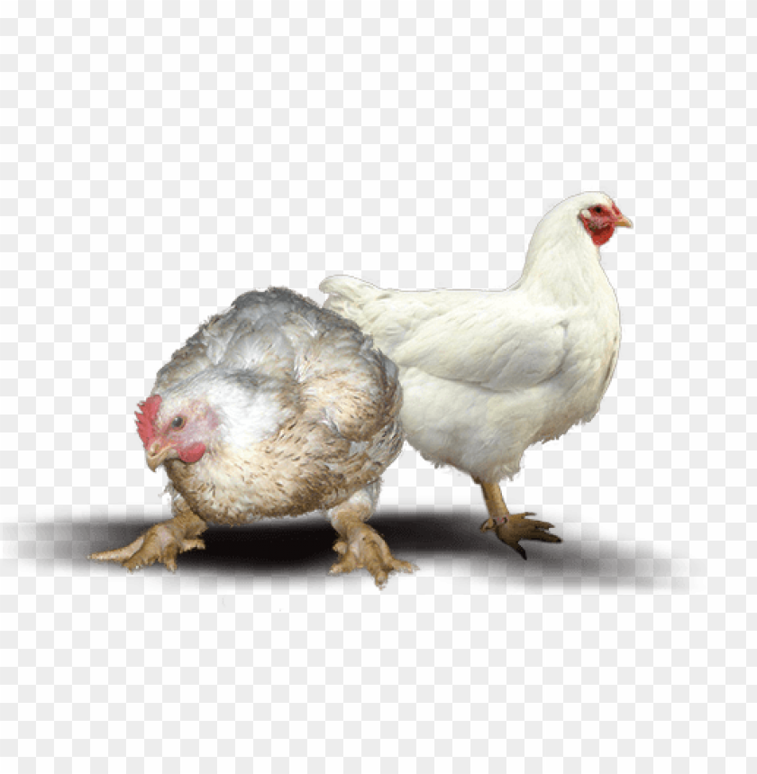 Free download | HD PNG chicken meat png PNG transparent with Clear ...