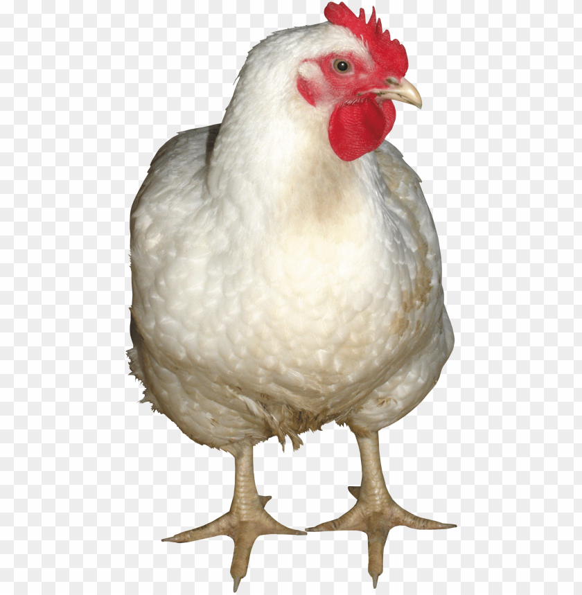 Free download | HD PNG chicken png PNG transparent with Clear ...