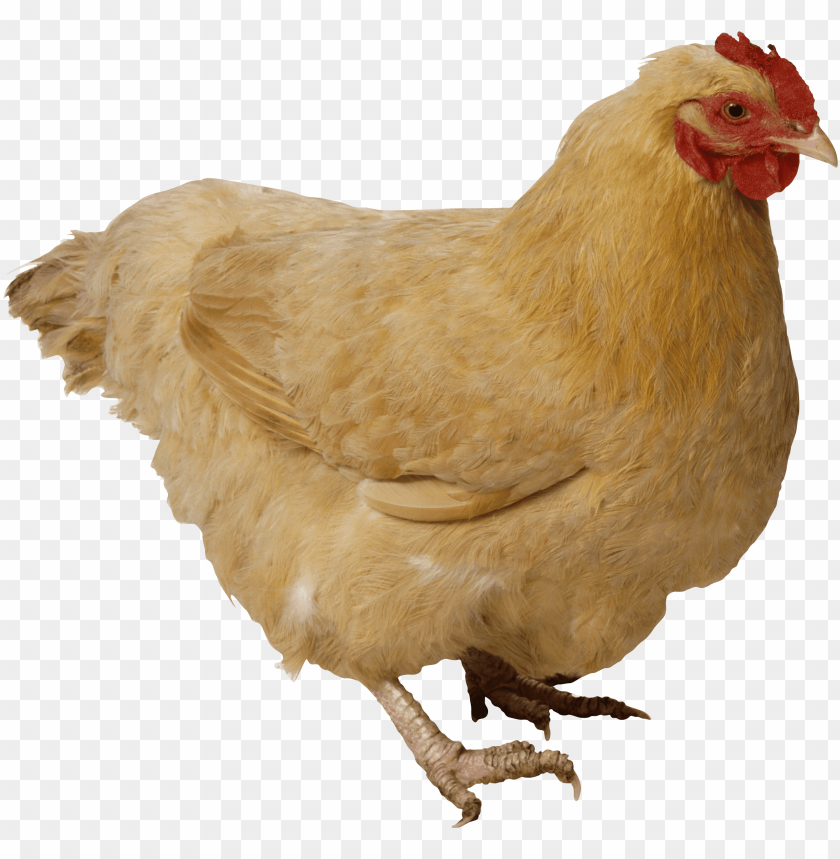 Free download | HD PNG chicken png PNG transparent with Clear ...