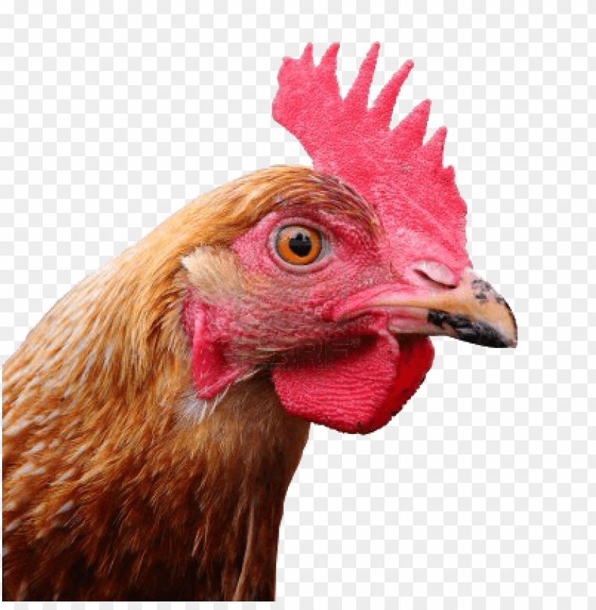 Free download | HD PNG chicken png PNG transparent with Clear ...