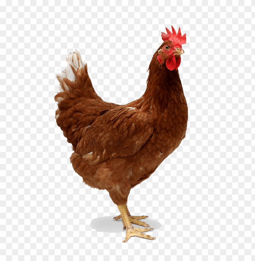 Free download | HD PNG chicken png PNG transparent with Clear ...